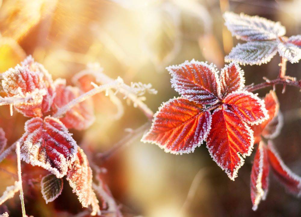 Ice and Frost and Their Impacts on Business | Climavision